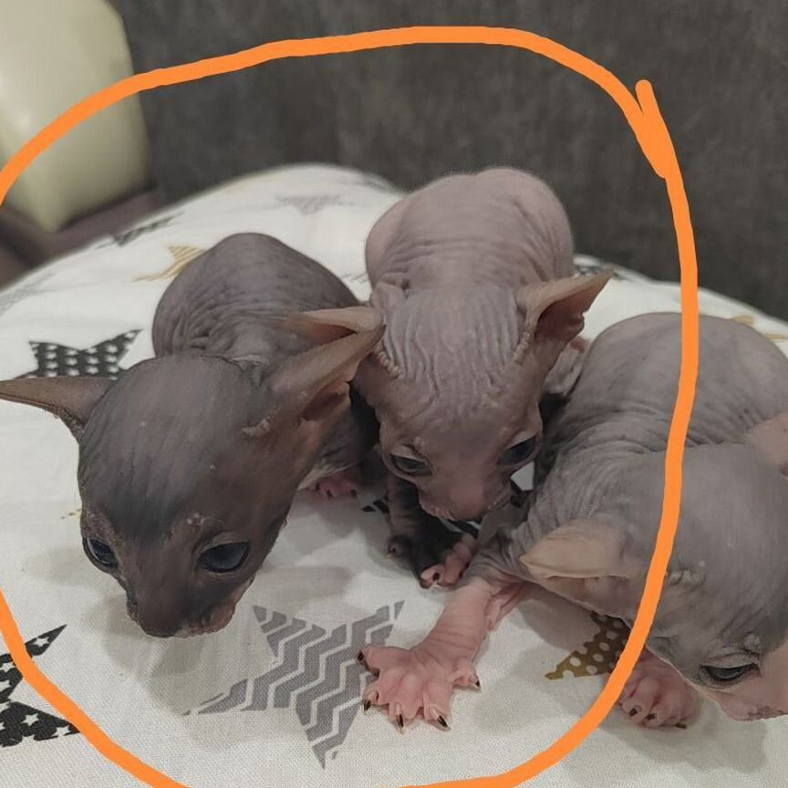 Канадский сфинкс котёнок