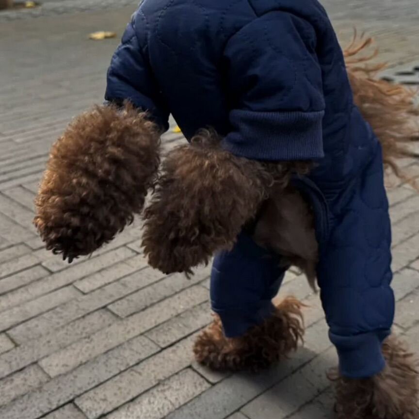 Одежда для собак