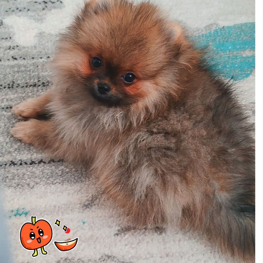 Померанский шпиц, щенок