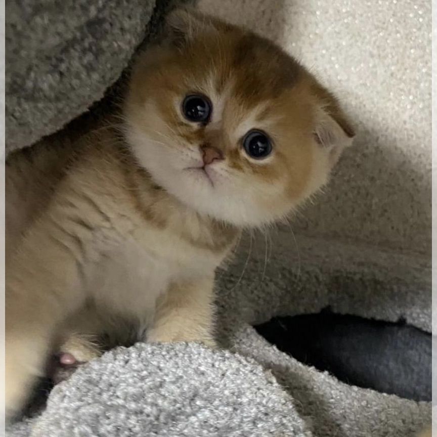 Шотландская золотая шиншилла