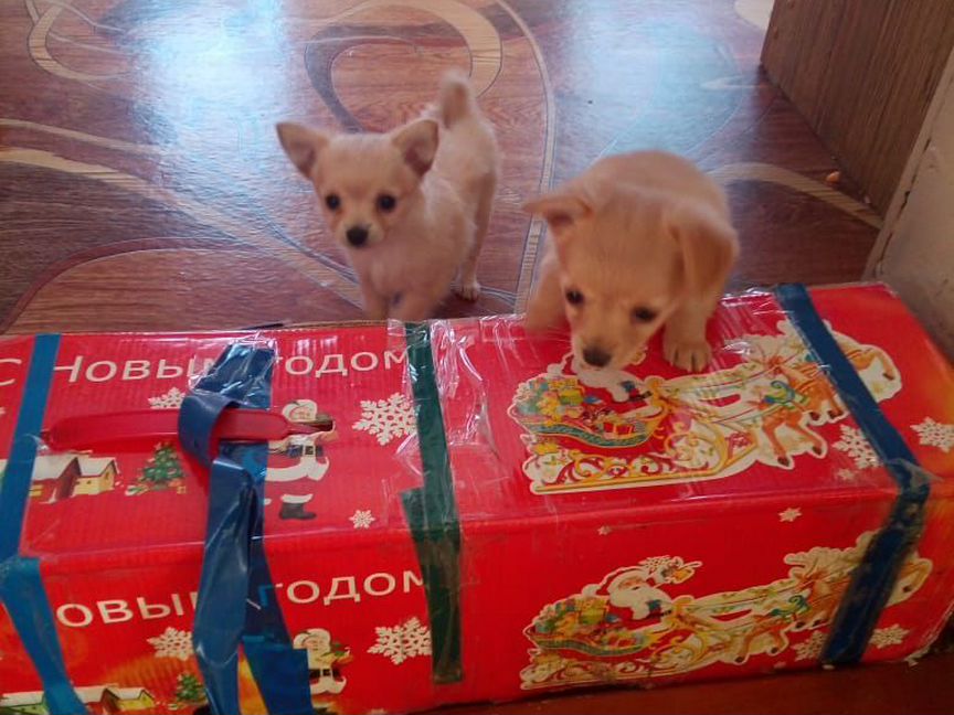 Породистые щенки мини чихуахуа