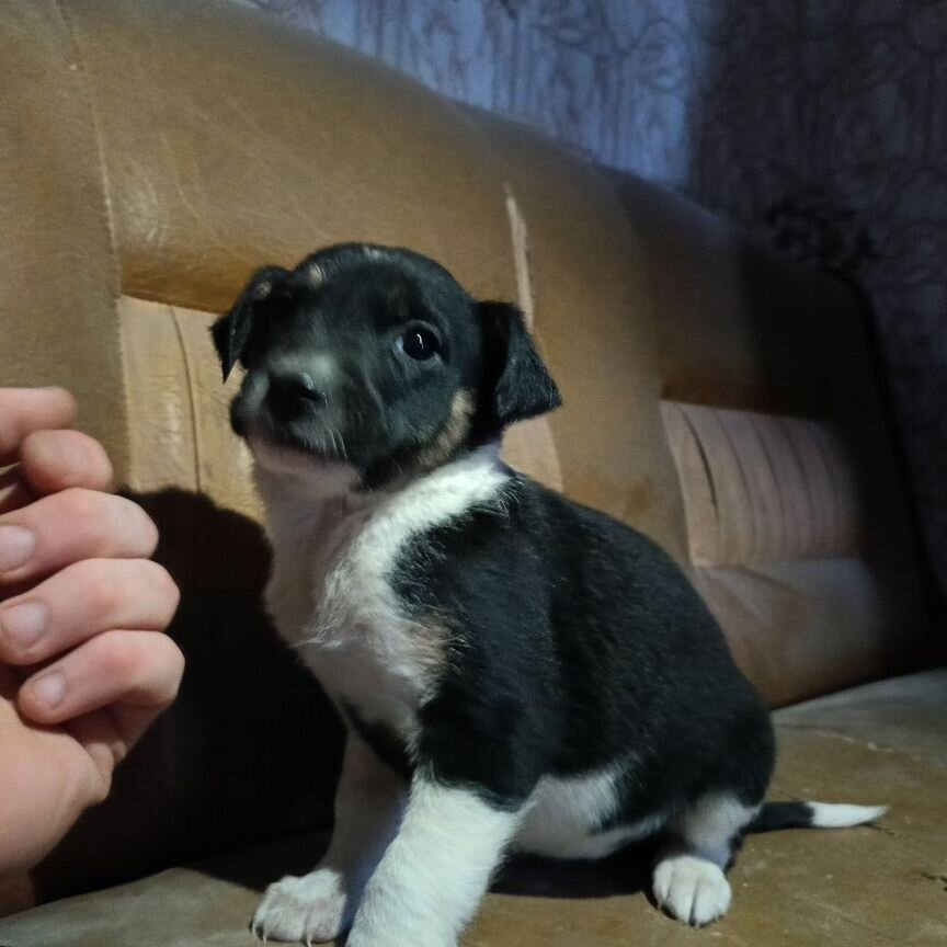 Щенки в добрые руки