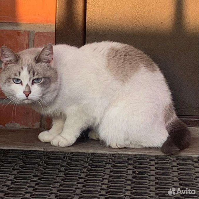 Кошечка стерилизована мышеловка