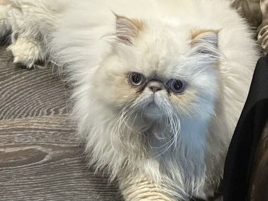 Вязка кот (гималайский перс)