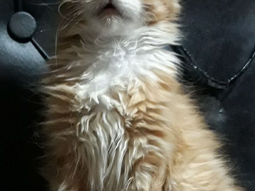 Котята мейн-кун