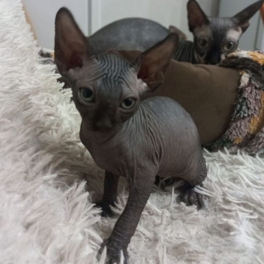 Котята канадский сфинкс
