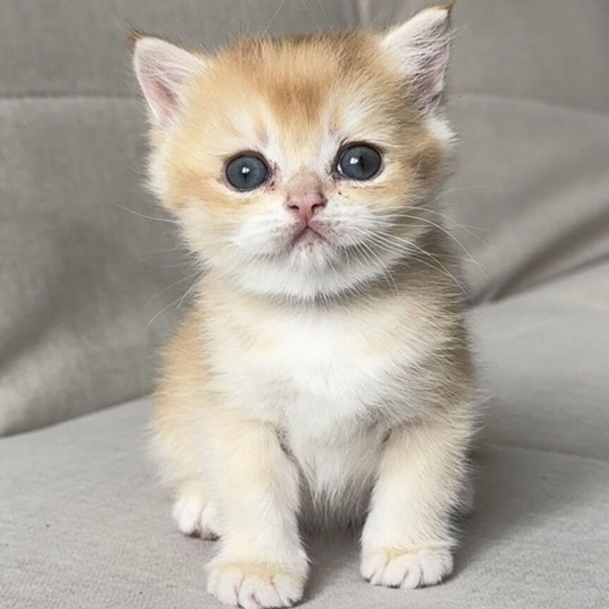 Котята золотая шиншилла