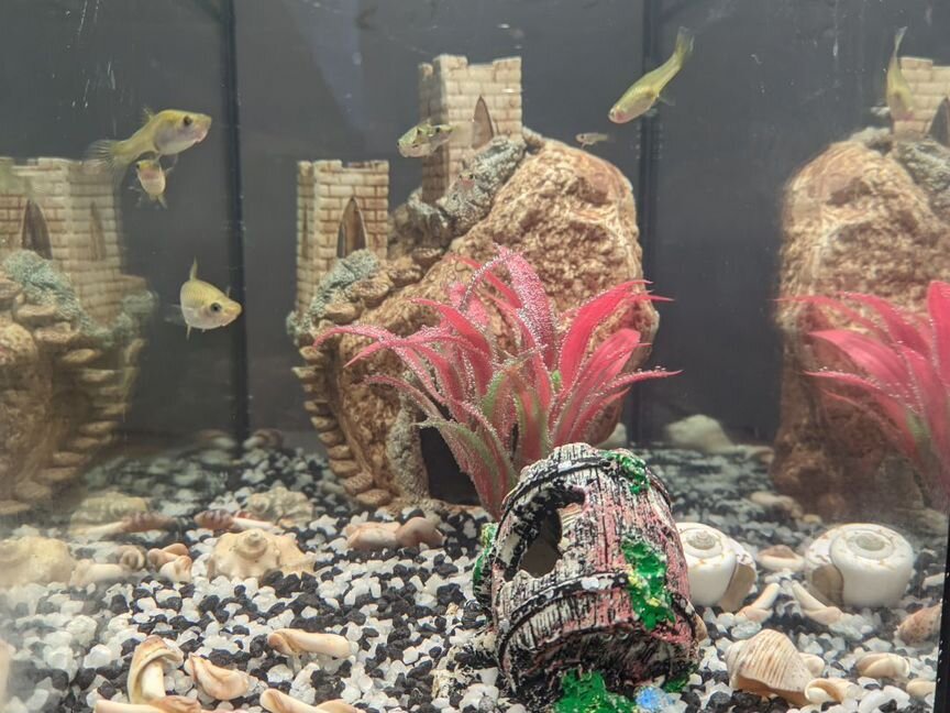 Аквариум с рыбками