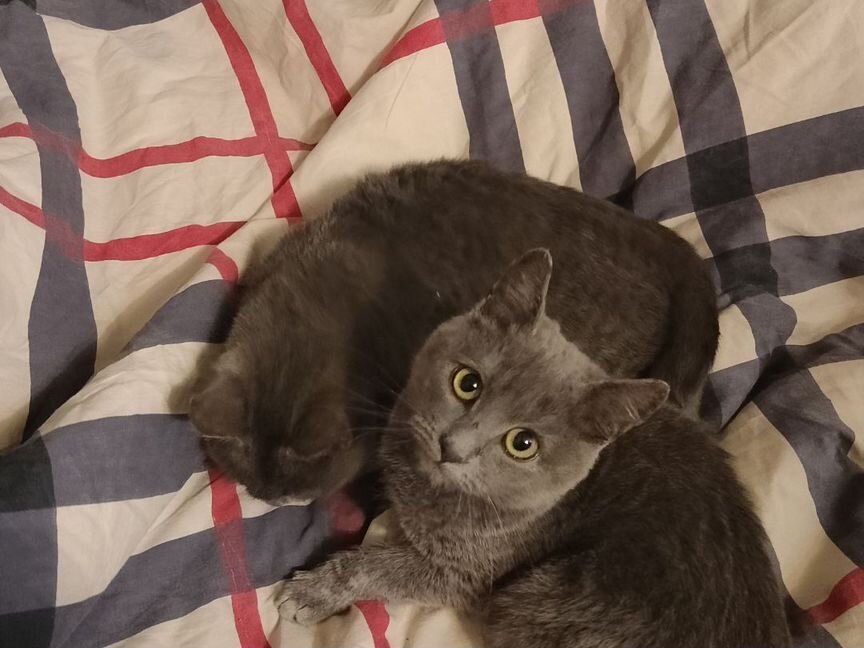 Британская