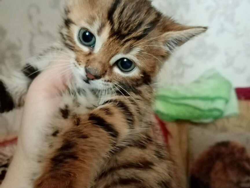 Бенгальские котята
