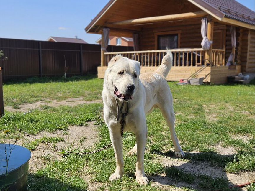 Собака в добрые руки алабай