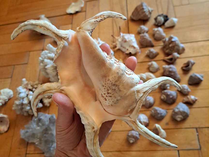 Морские звезды, кораллы и другие ракушки