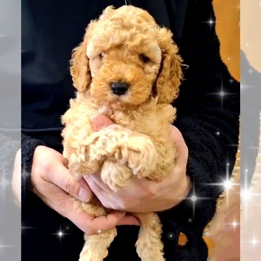 Той-пудель, щенок