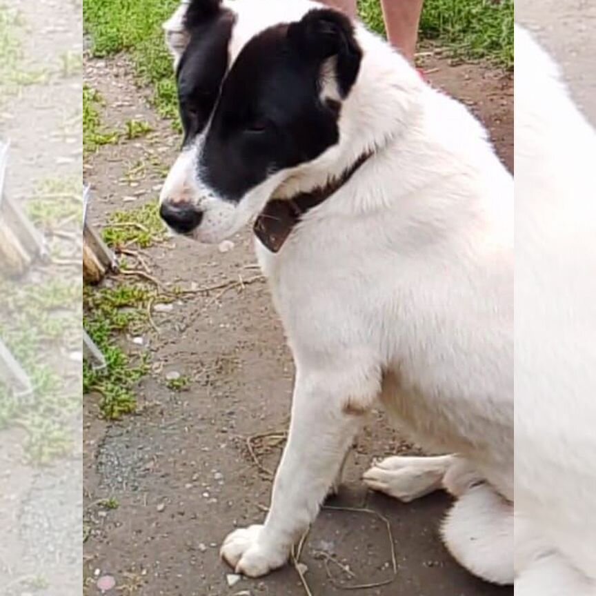 Среднеазиатская овчарка, взрослый пёс