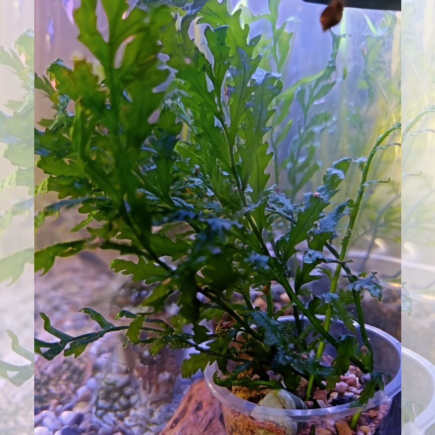 Папоротник Болбитис в аквариум