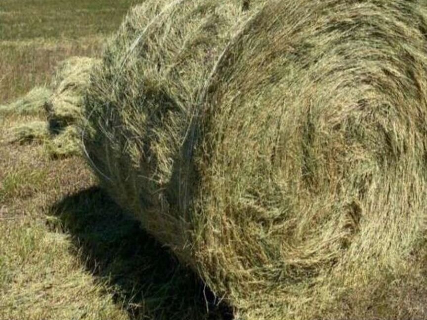 Сено в рулонах 180 145 пресс