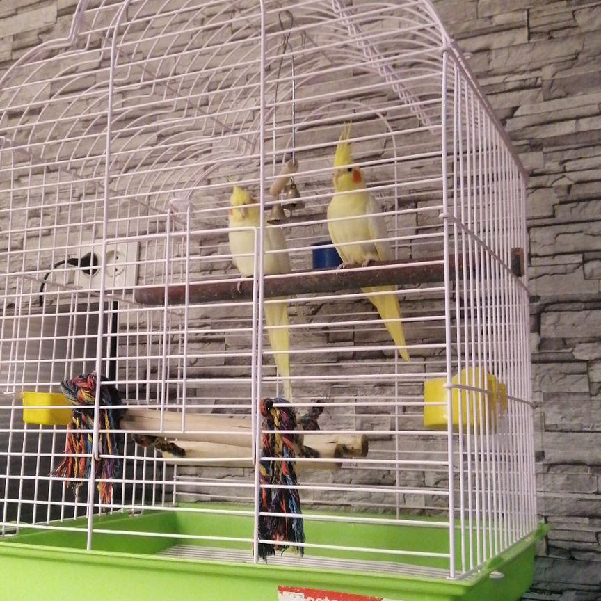 Клетка для попугая корелла
