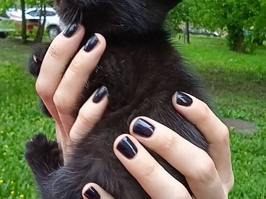Котенок ищет дом