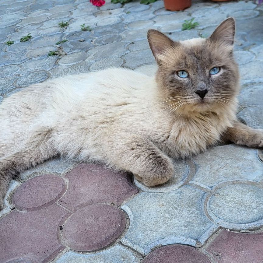 Сиамский котик