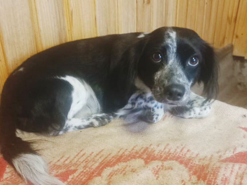 Маленькая а-ля спаниелька/ была бездомной