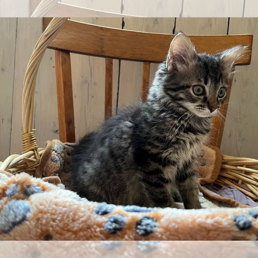 Котята