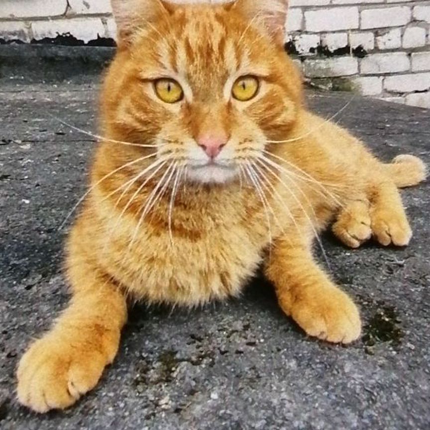 Взрослый кот в добрые руки