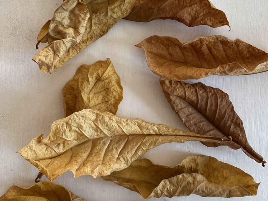 Листья индийского миндаля