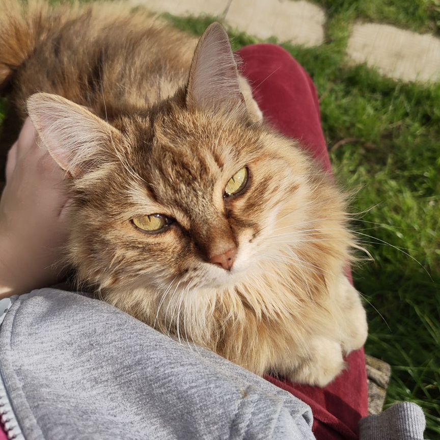 Кошечка ищет дом