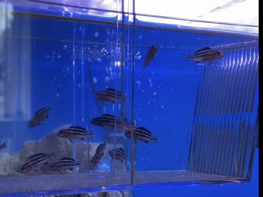 Малавийские цихлиды