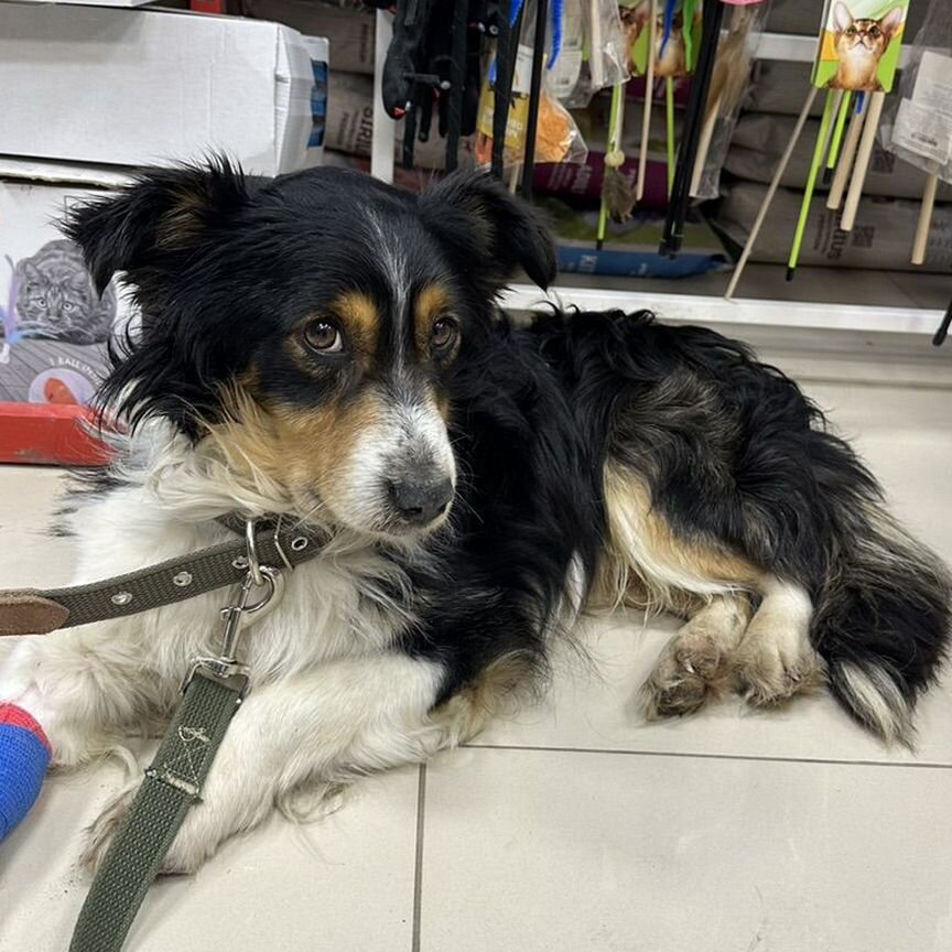 Молодой красавчик небольшой - размером с болонку