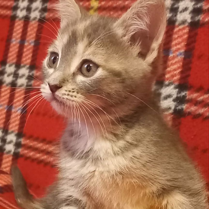 Котенок в добрые руки