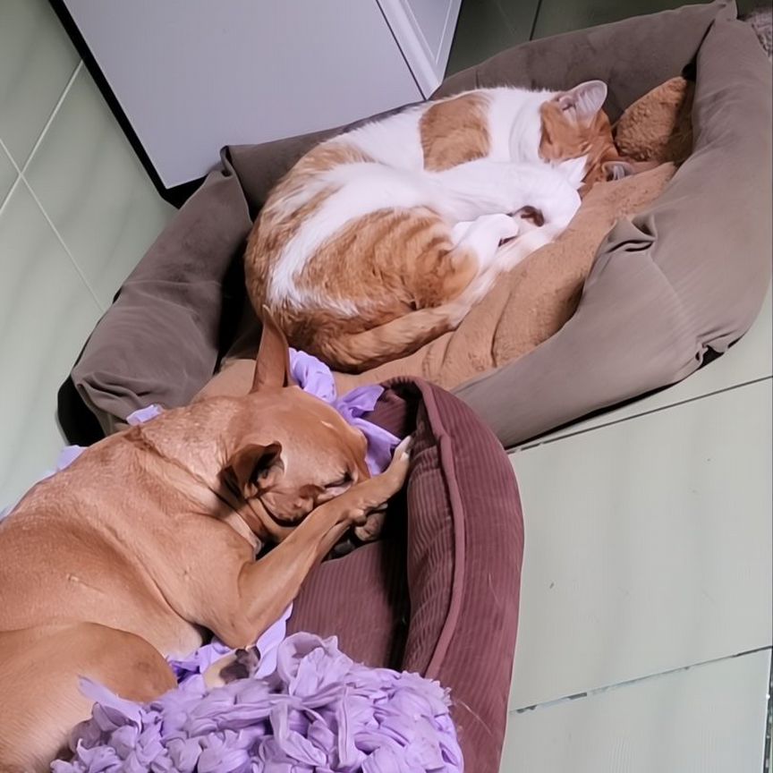 Русский той-терьер, взрослая собака