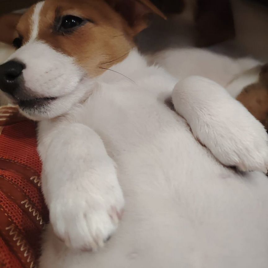 Щенки джек рассел терьер гладкошерстный