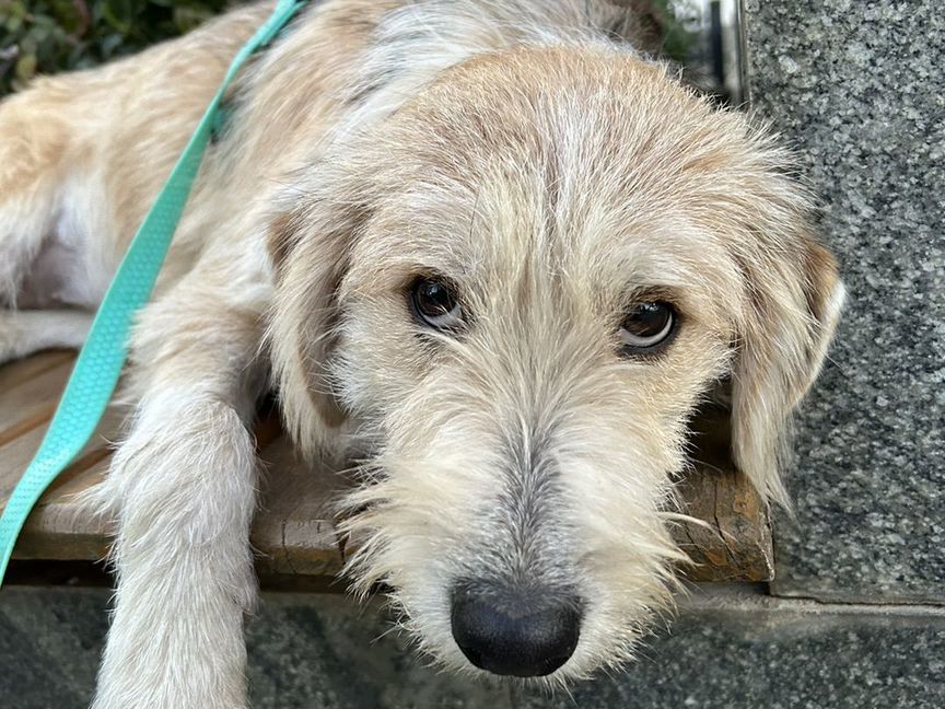 Мальвина очень ищет дом