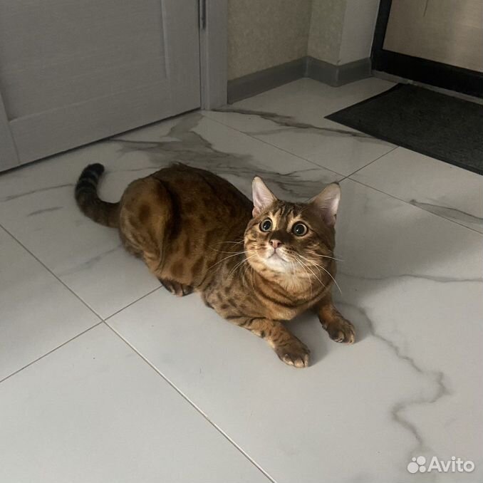 Бенгал вязка