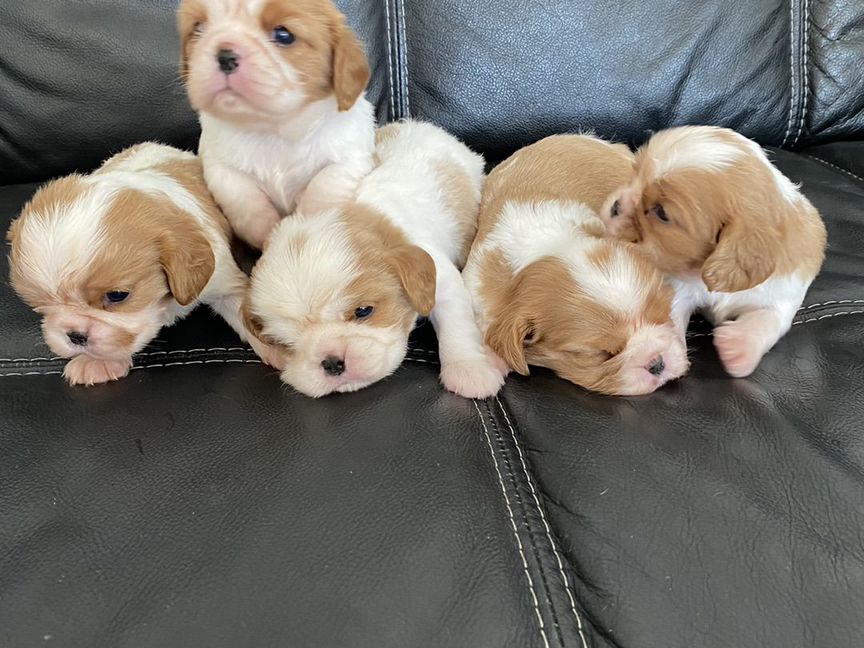 Кавалерчики