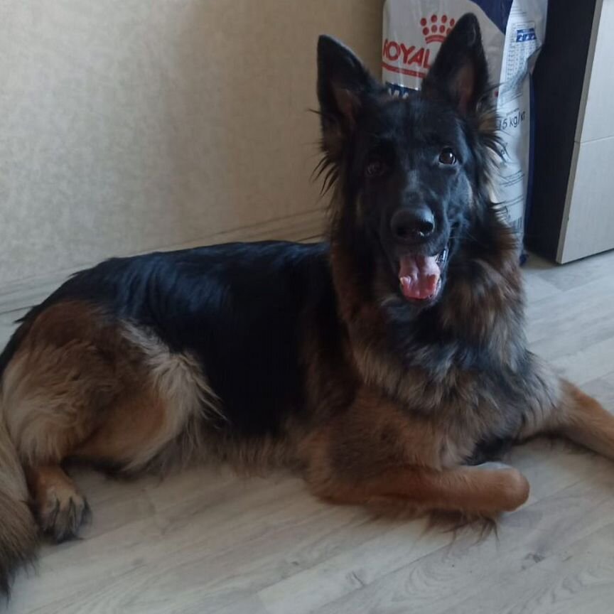 Немецкая длинношерстная овчарка