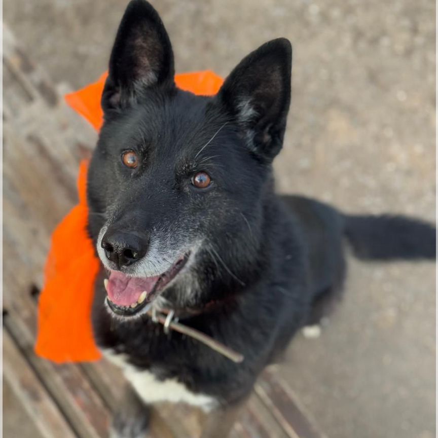 Наоми - собака из приюта в добрые руки