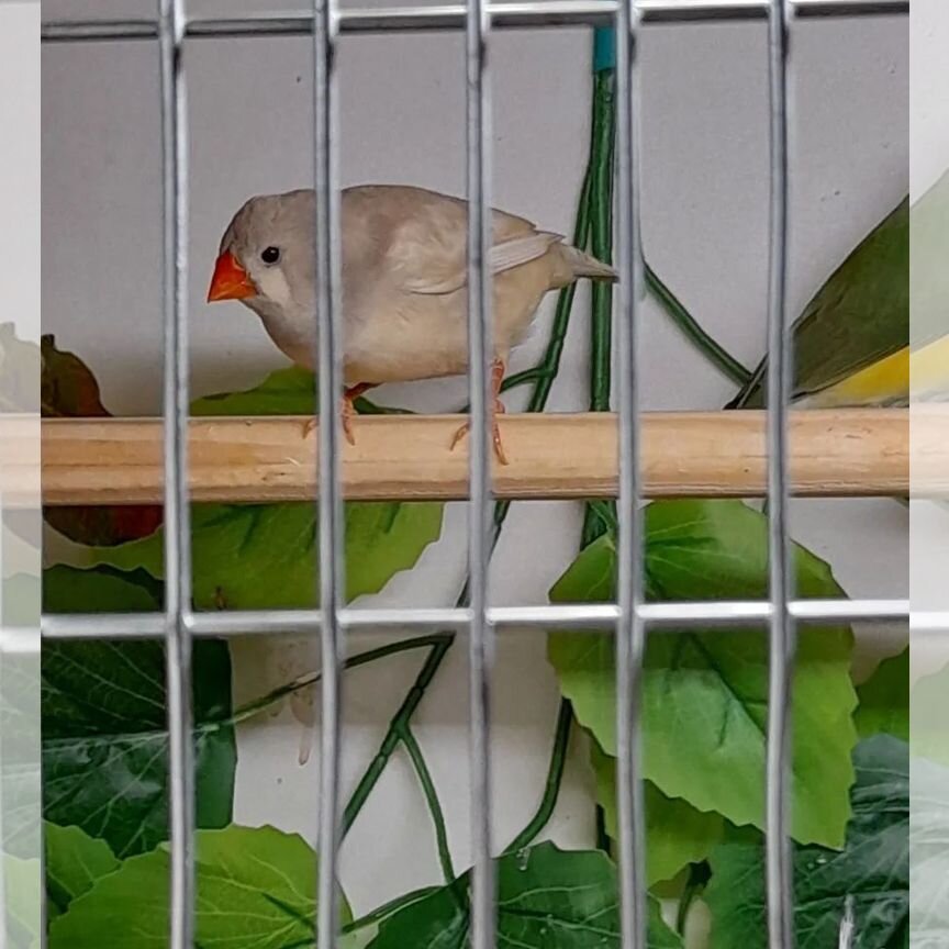 Амадины зебровые,гульда,японские