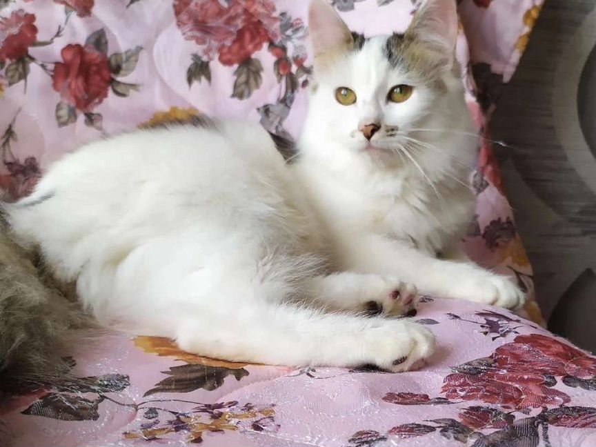 Американский кёрл