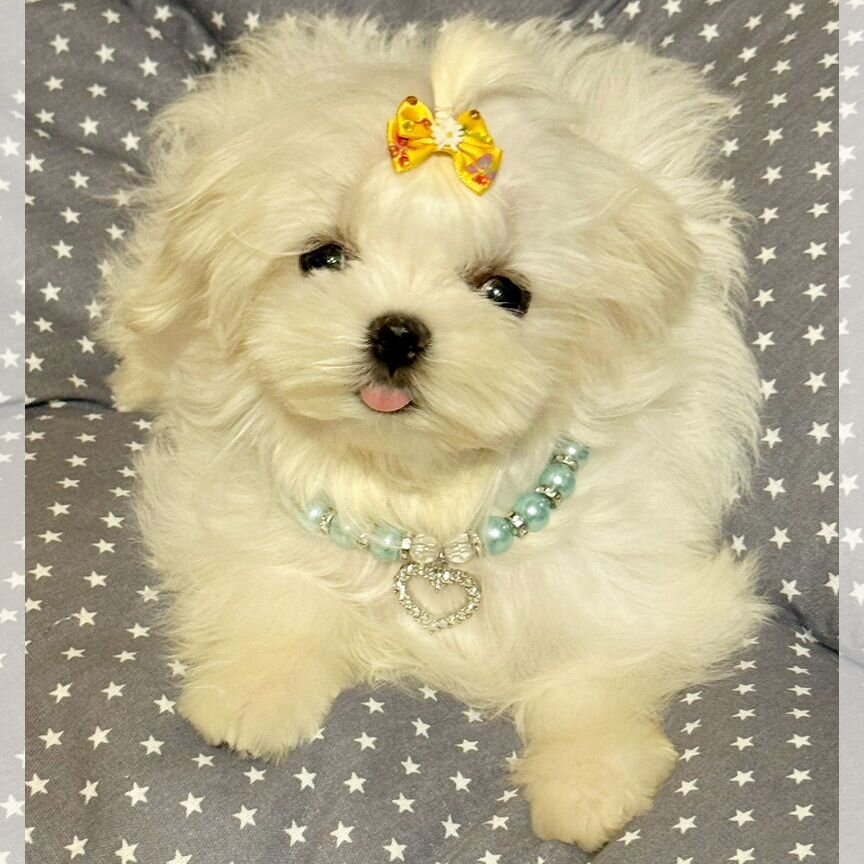 Маленькая принцесса