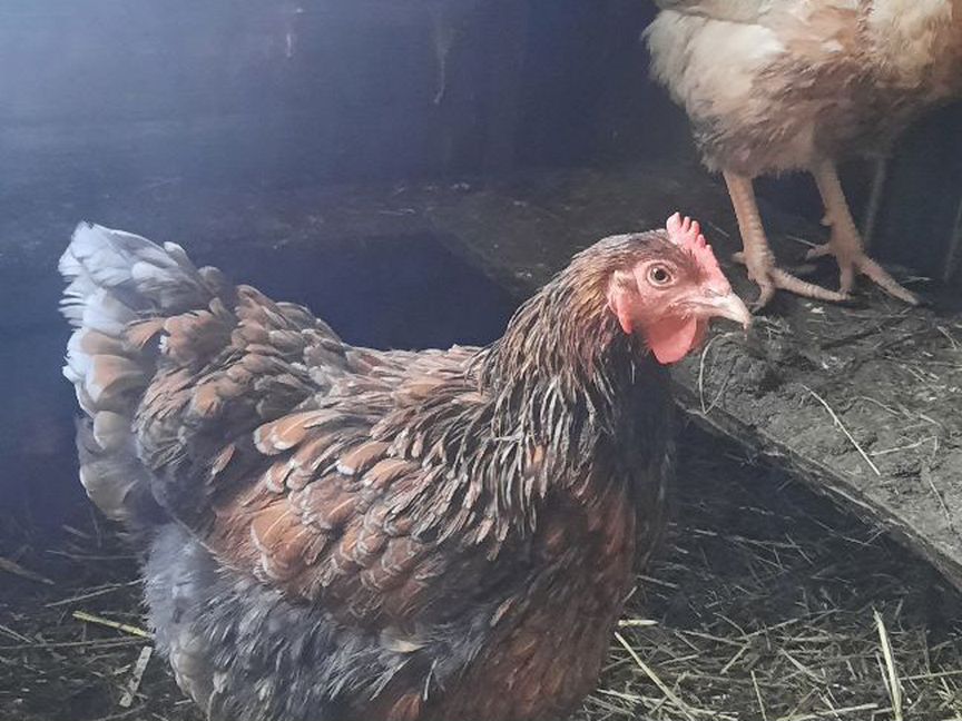 Куры 2+ петух