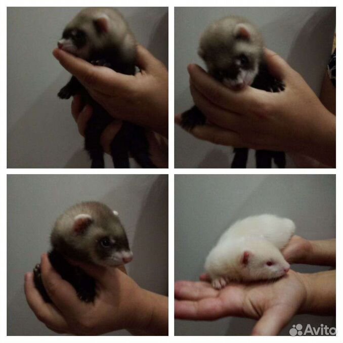 Домашний хорек