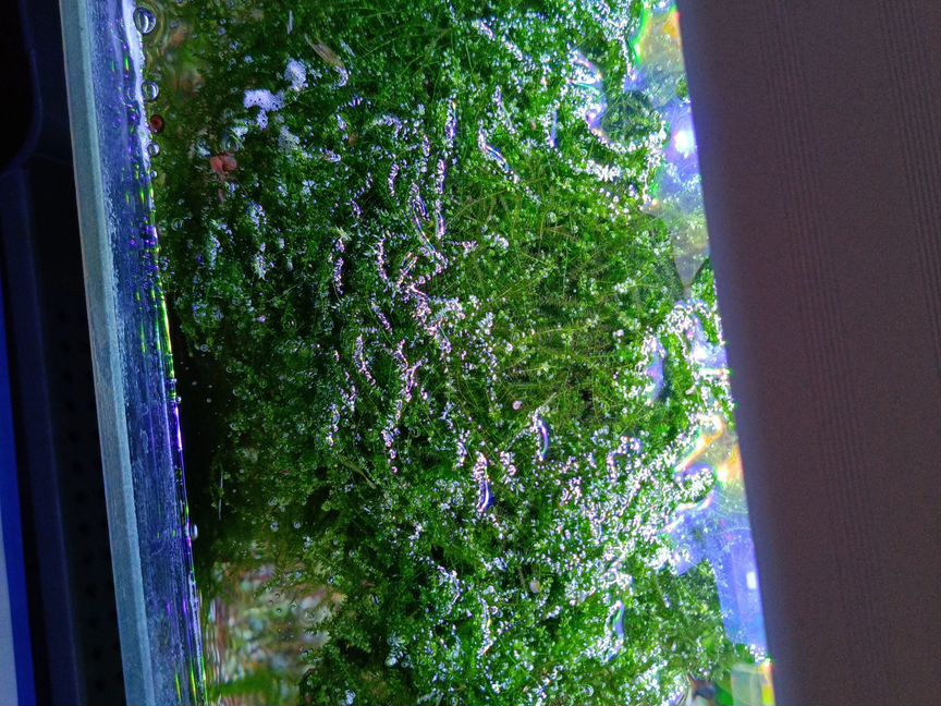 Мох moss
