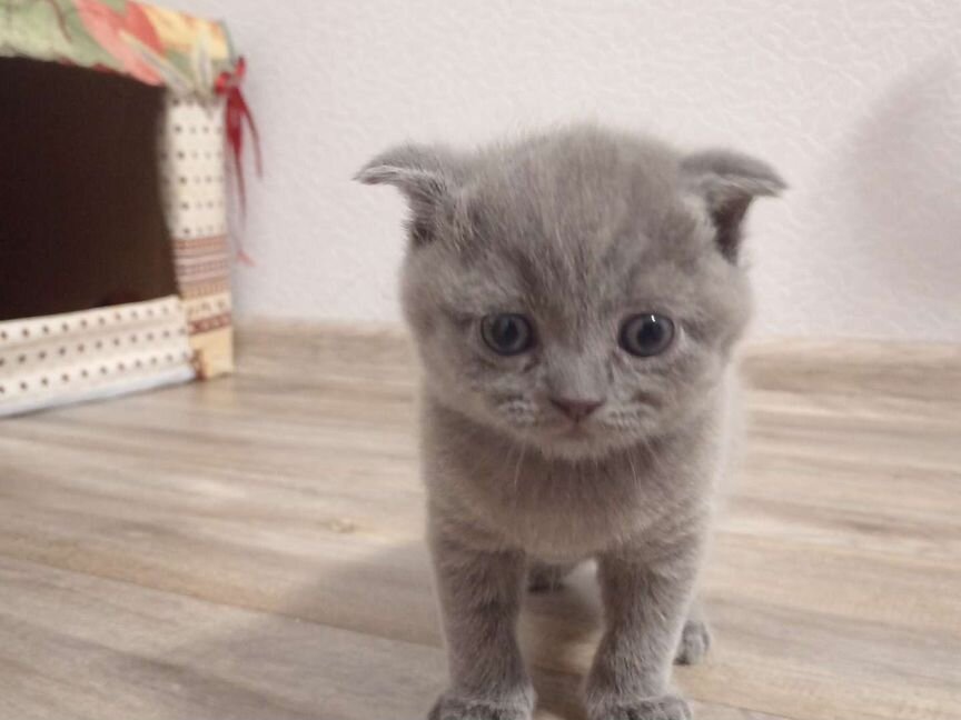 Шотландская вислоухая кошка