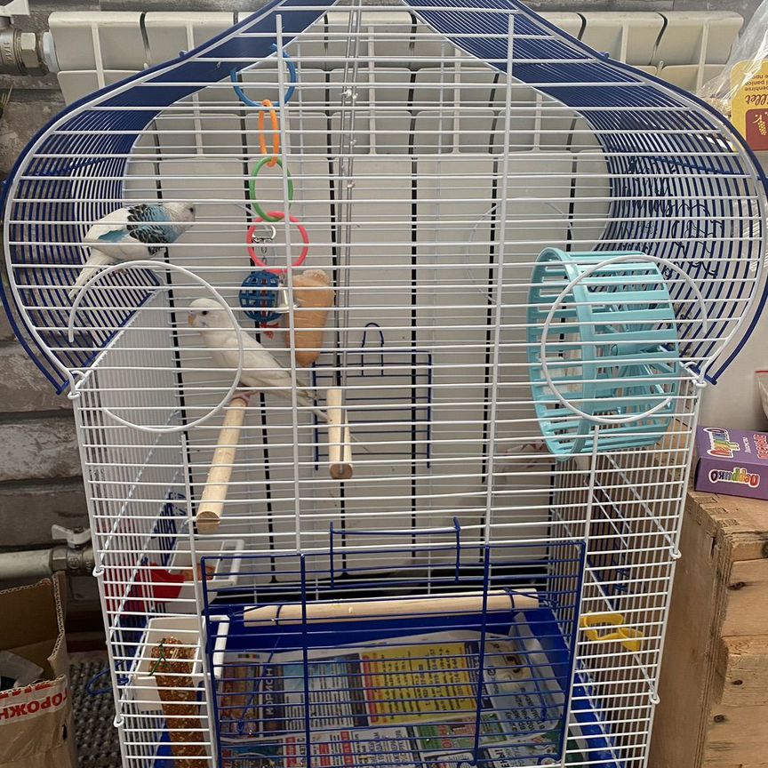 Продам попугаев