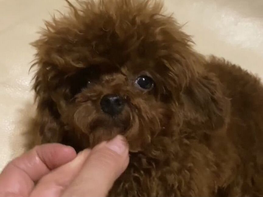 Тедди пудель девочка