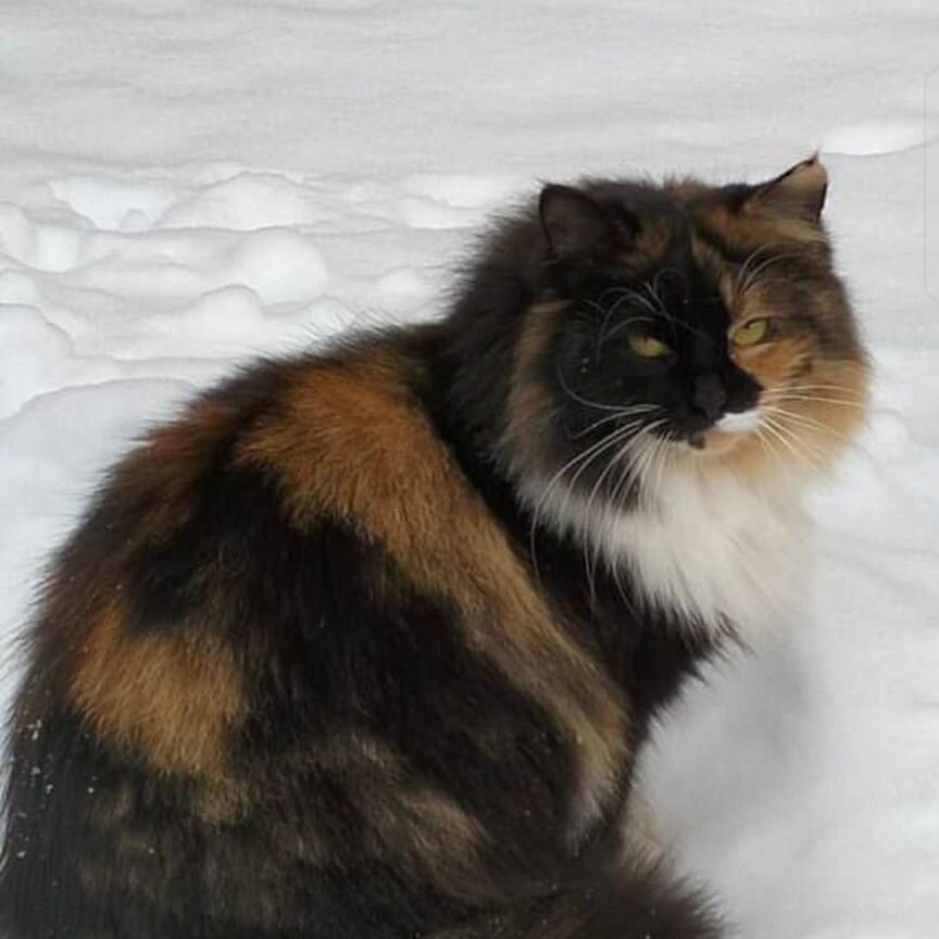 Кошечка в добрые руки