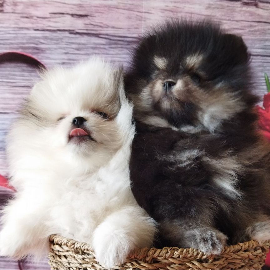 Щенки шпица