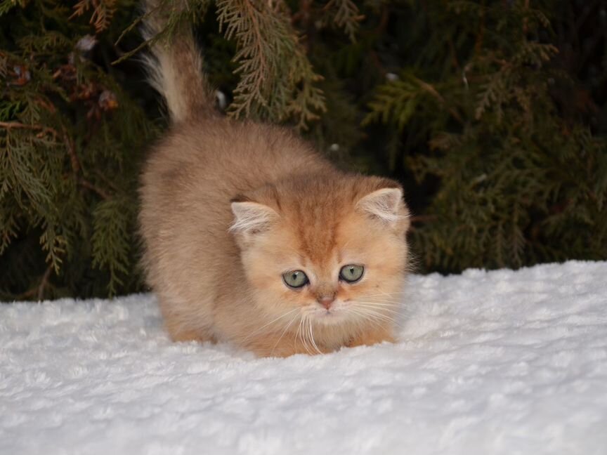 Шотландская шиншилла